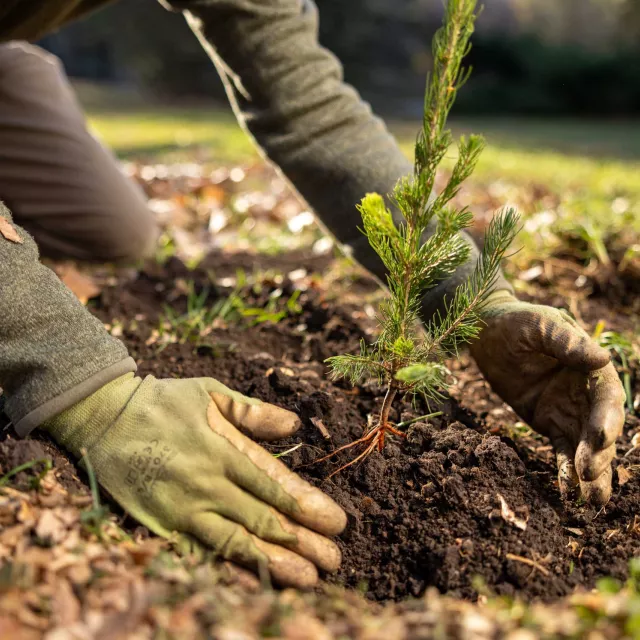 Sokoto Government to Plant 1 Million Trees - Voice of Nigeria ...